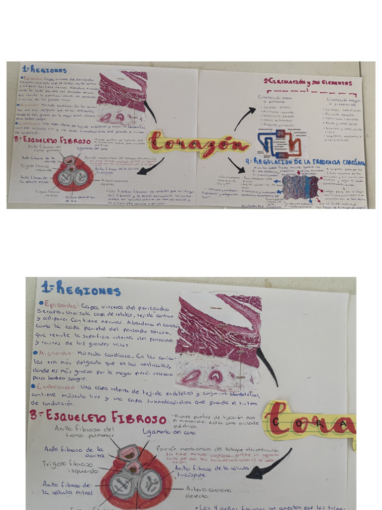 Abigail Vázquez Alejandro - 2B - Cardiovascular | PDF