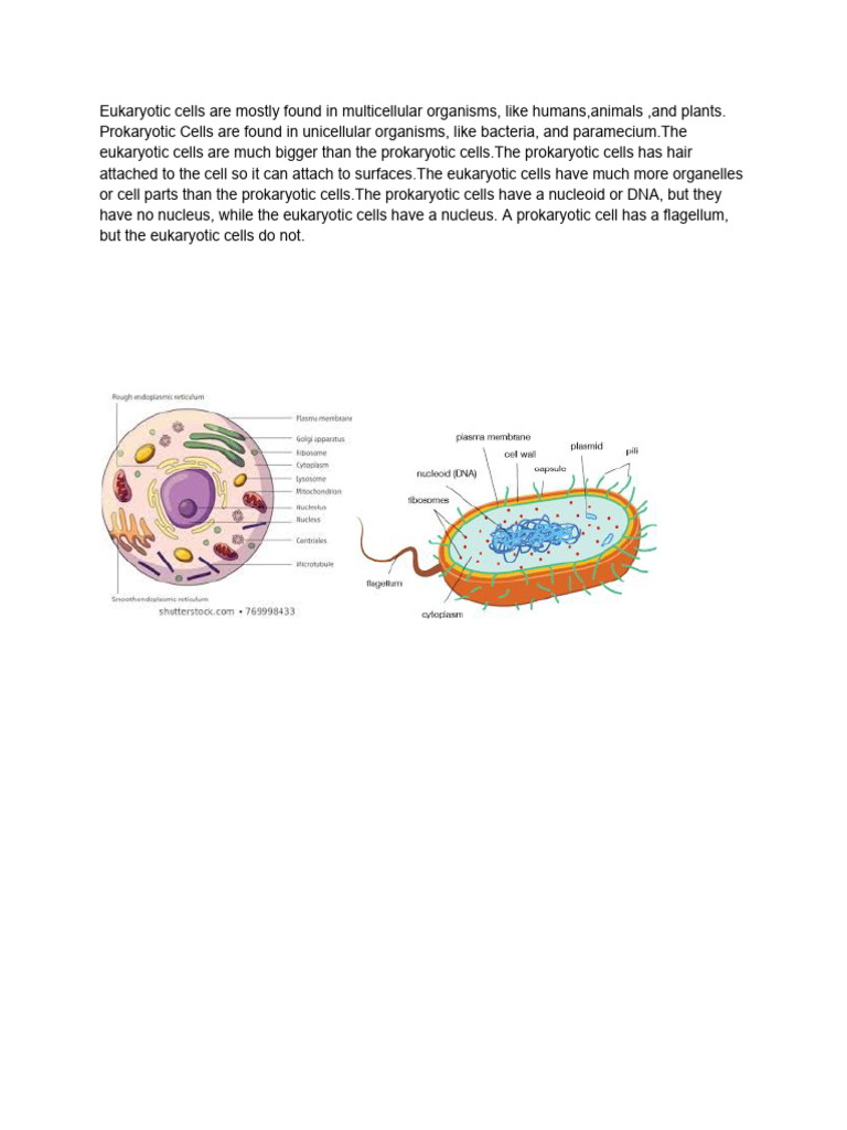 Eukaryotic Vs Prokaryotic Cells | PDF