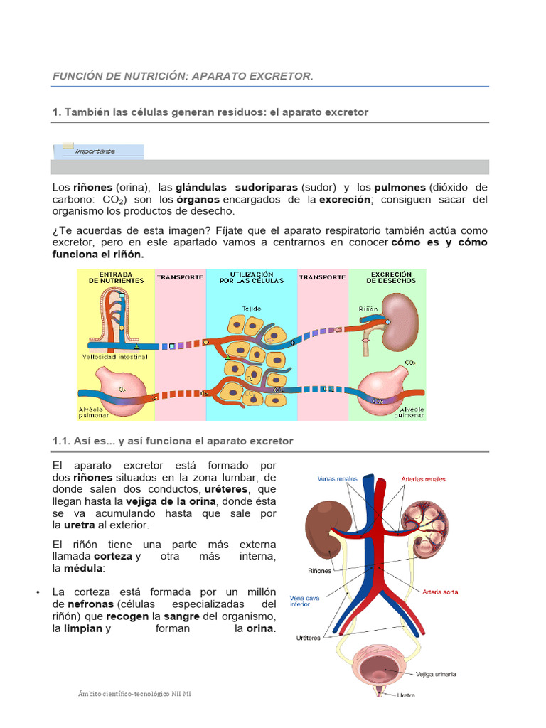 Nutrición Excretor | PDF | Sistema urinario | Riñón