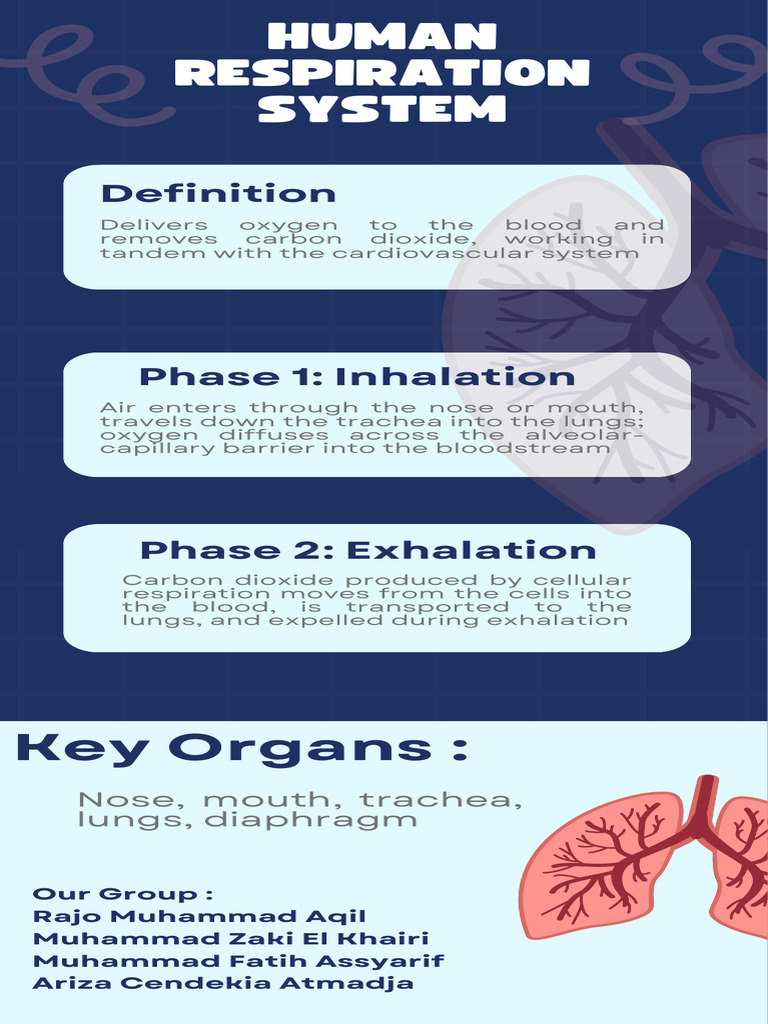 Human Respiration System (Infographic) | PDF