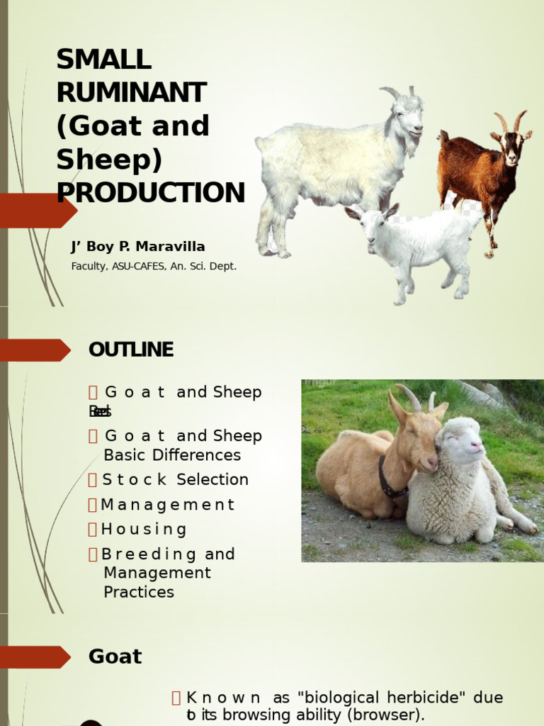 Small Ruminant Goat And Sheep Production Pdf Sheep Goat