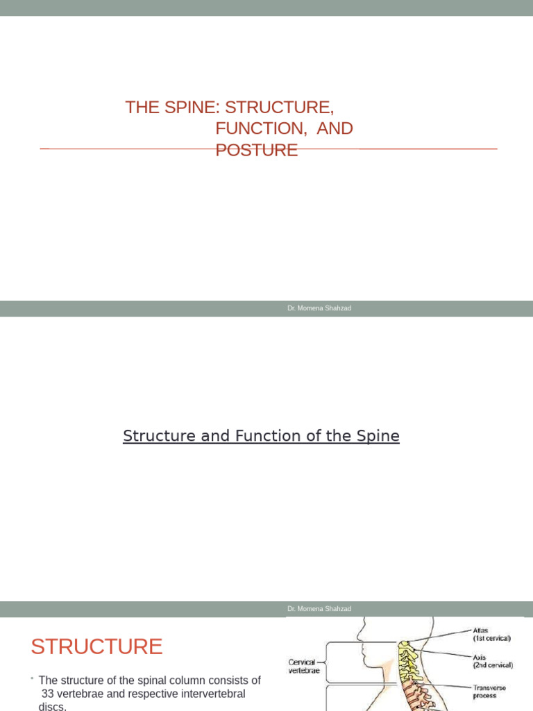 The Spine Structure, Function and Posture | PDF | Vertebral Column ...