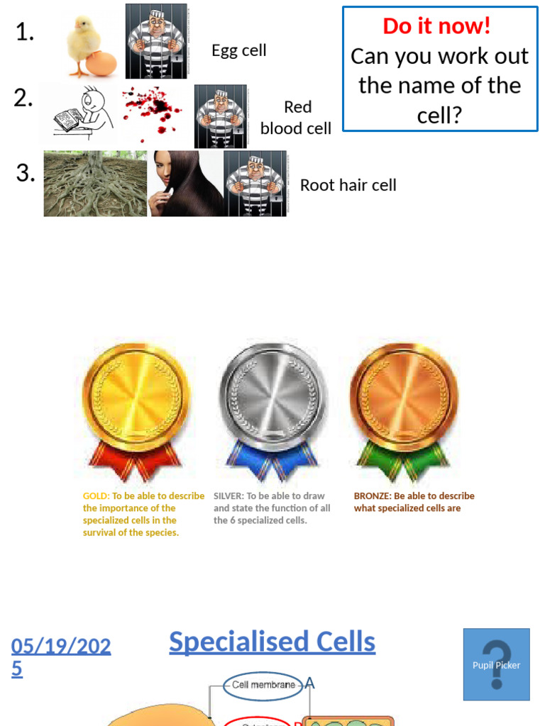 Specialised Cells 2425 | PDF | Tissue (Biology) | Histology