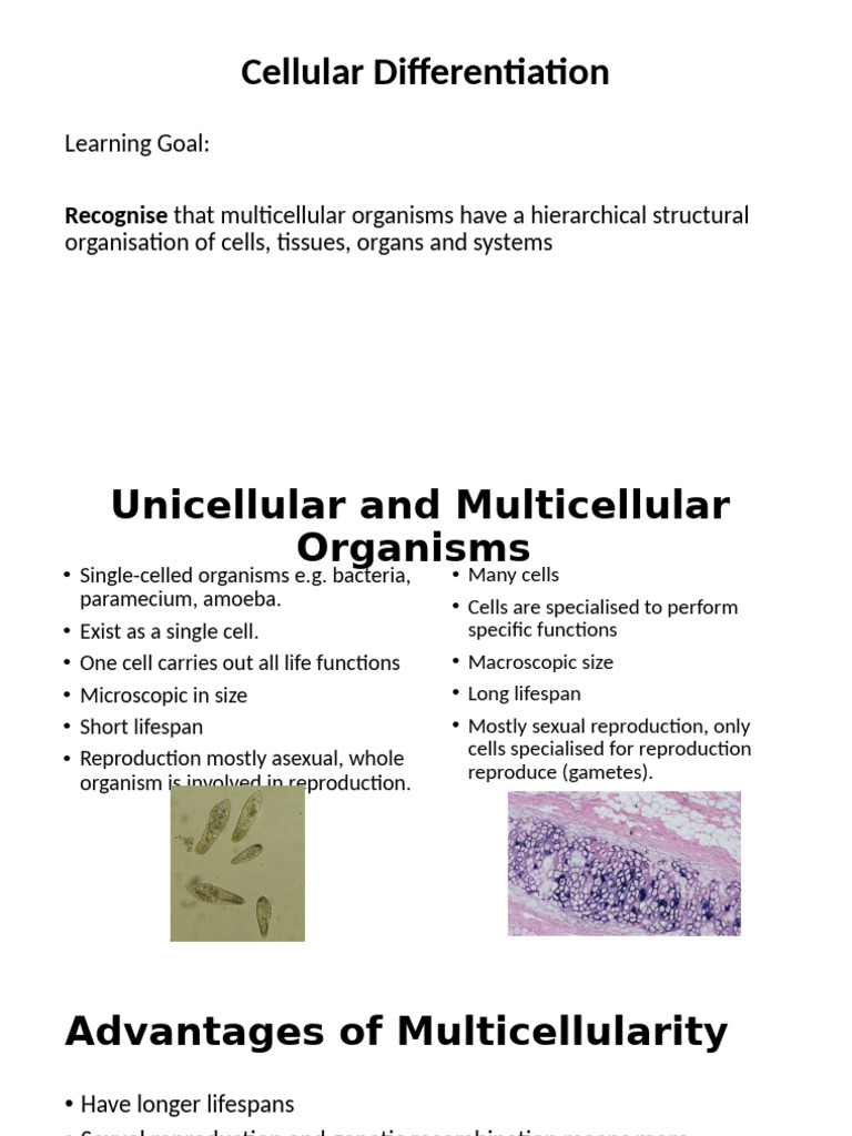Cellular Differentiation | PDF | Cell (Biology) | Sexual Reproduction