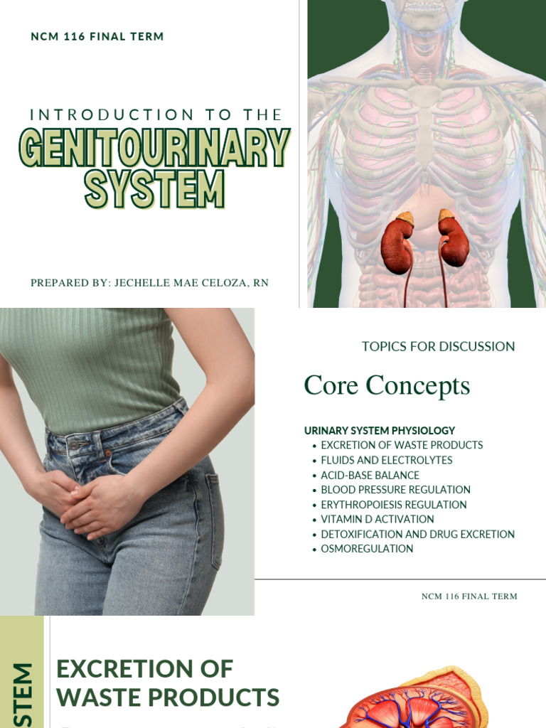 302 WEEK 12 INTRODUCTION TO GENITOURINARY SYSTEM.pdf | PDF | Saline ...
