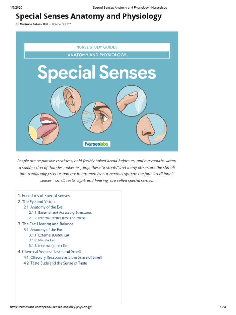 Special Senses Anatomy & Physiology | PDF | Senses | Ear