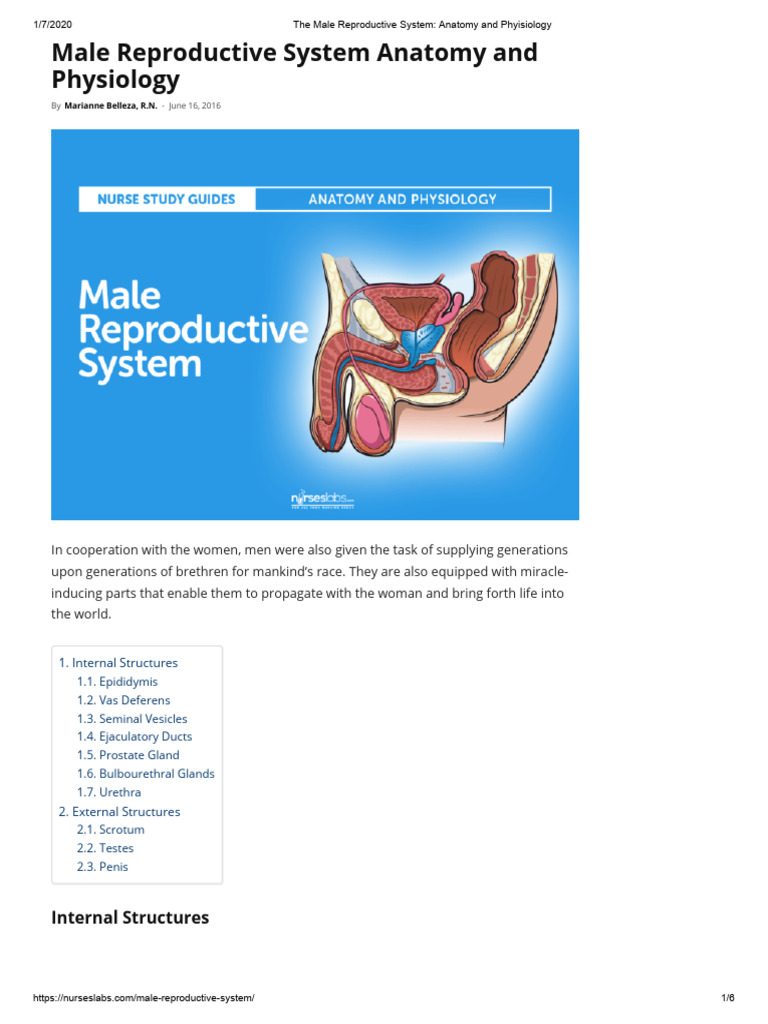 The Male Reproductive System Anatomy And Phyisiology Pdf Testicle