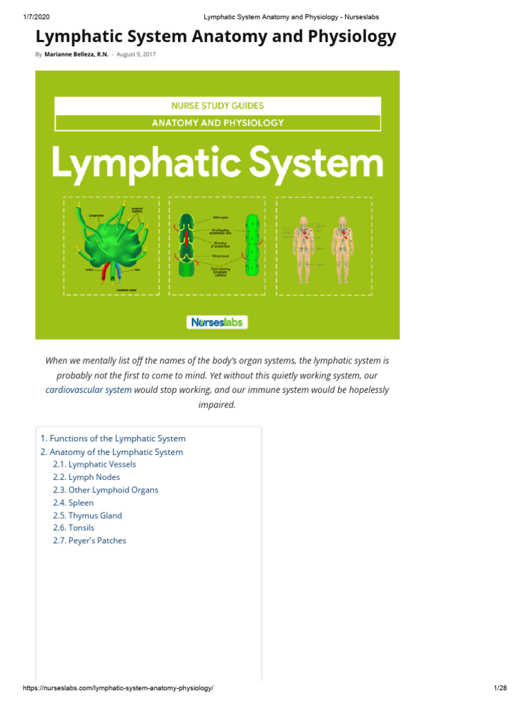 Lymphatic System Anatomy and Physiology | PDF | Lymphatic System | Antibody