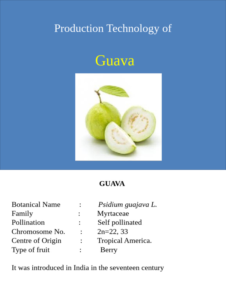 Guava Production Technology | PDF | Grafting | Horticulture