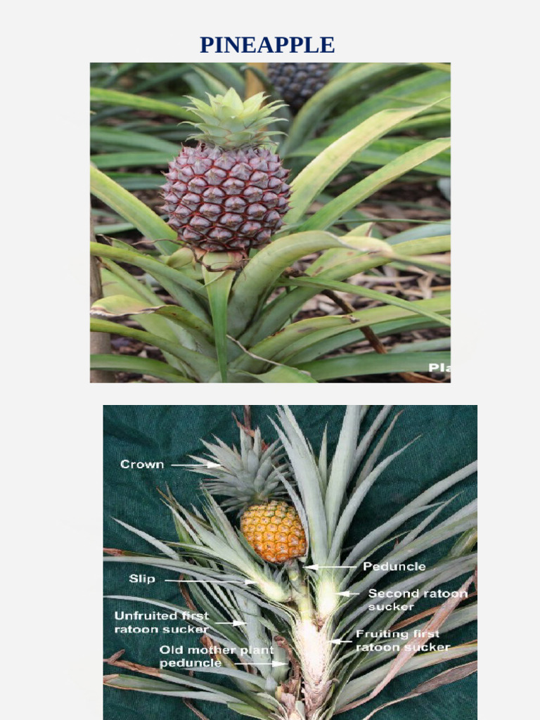 Pineapple Cultivation Guide in India | PDF | Pineapple | Manure