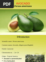Avocado Grafting Presentation | PDF | Grafting | Agriculture