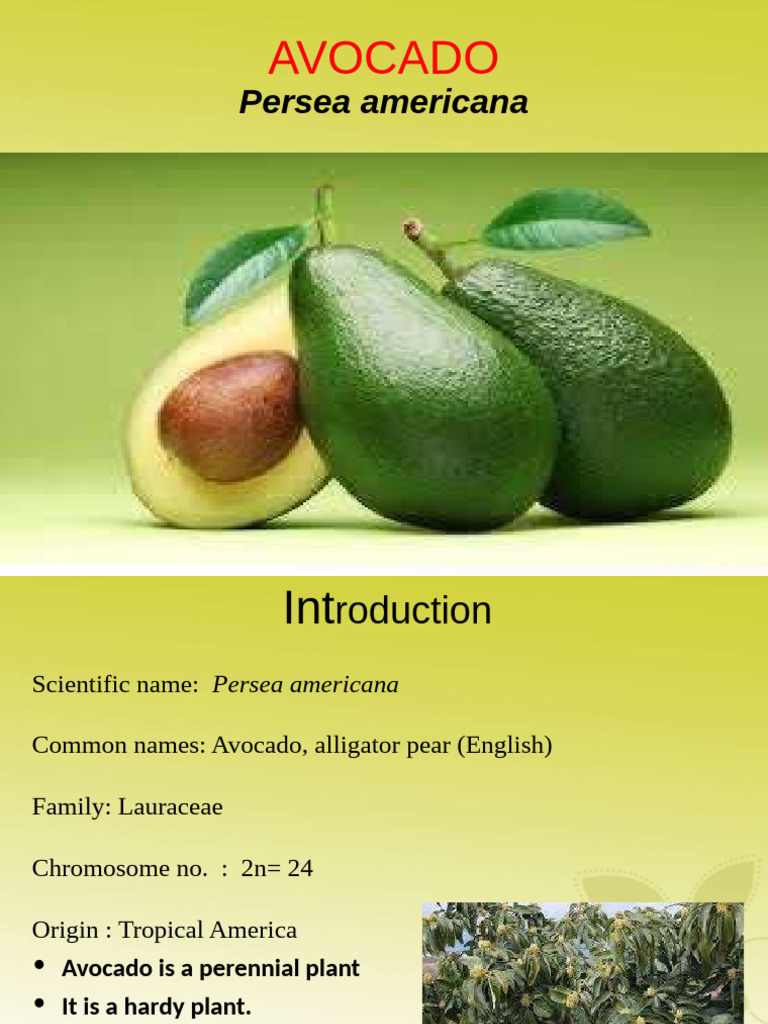 Avocado Cultivation and Production Guide | PDF | Avocado | Horticulture