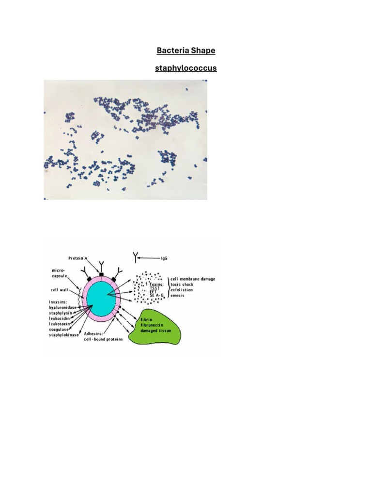 Bacteria Shape | PDF