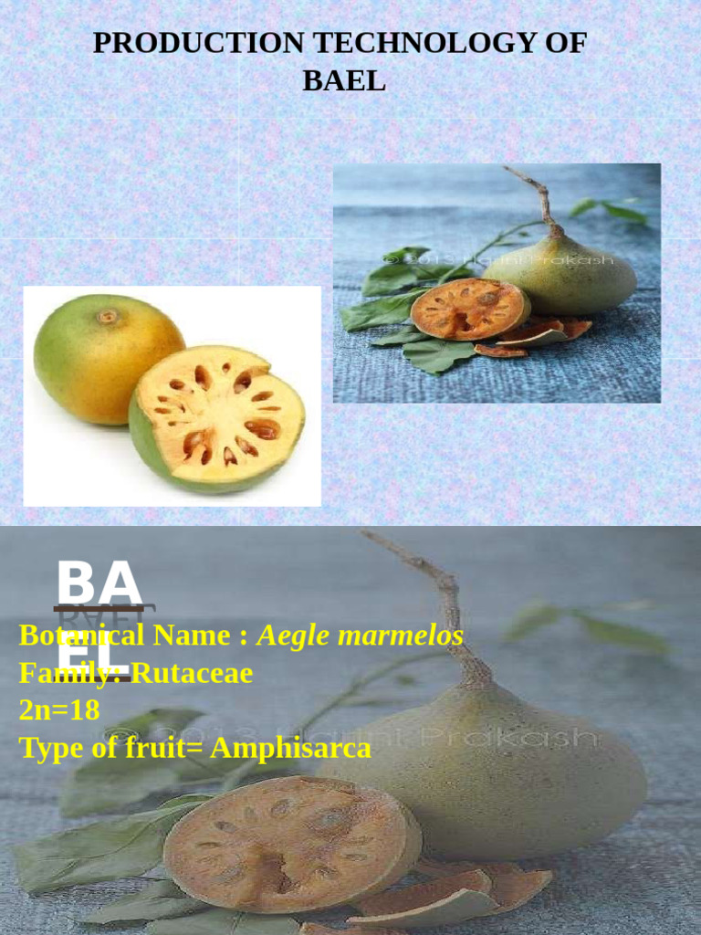Bael Production Technology Overview | PDF | Trees | Pruning