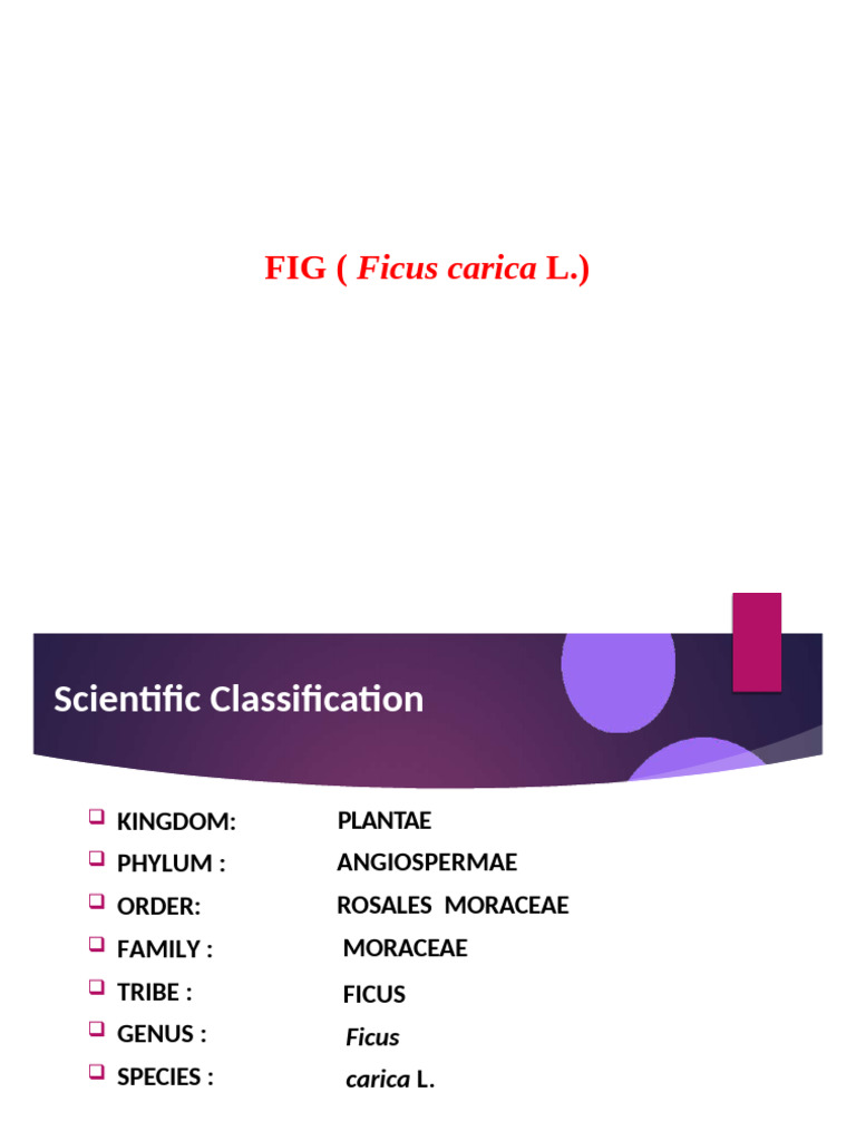 Lecture 22 Fig Production Technology | PDF | Ficus | Horticulture