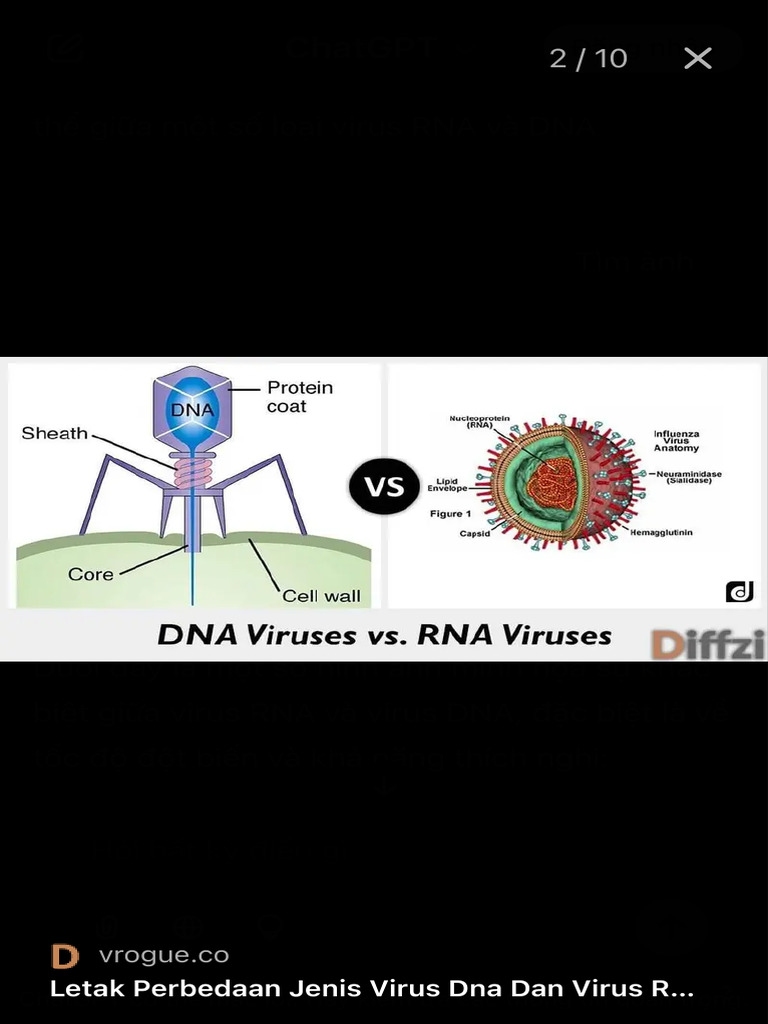 Virus RNA Và DNA | PDF