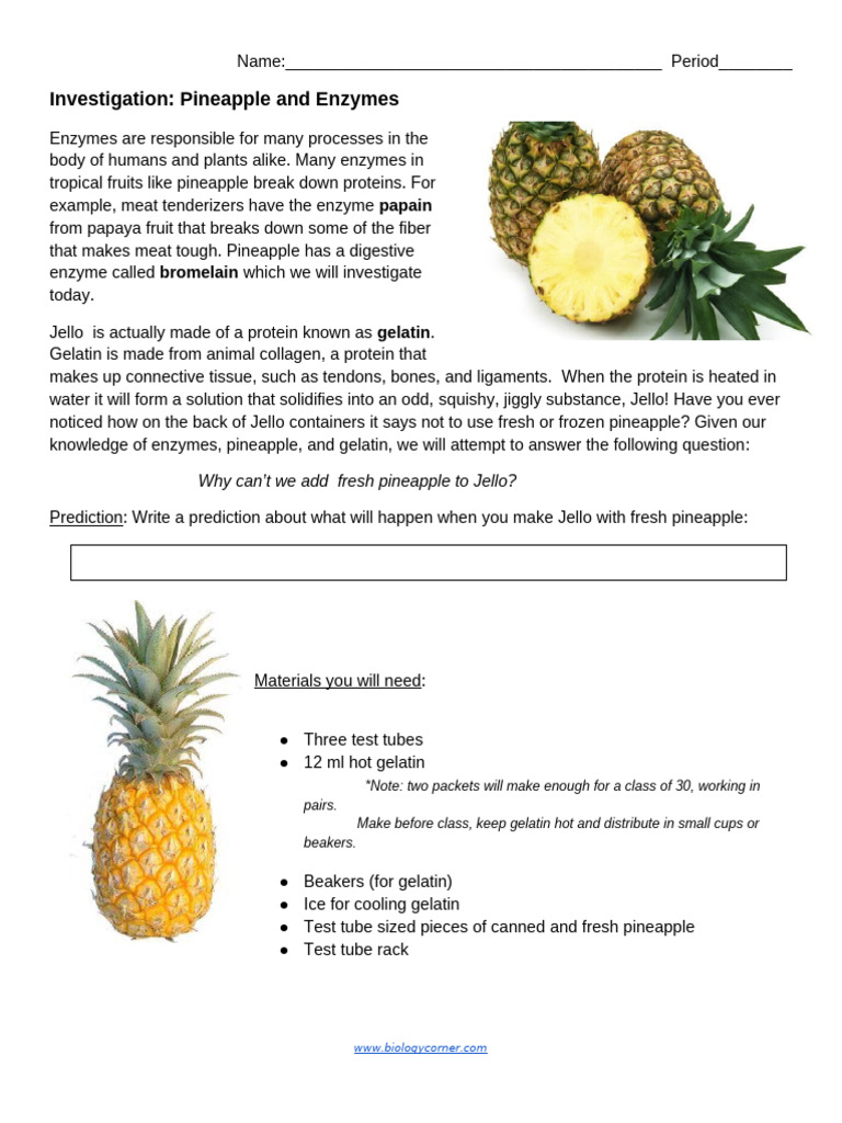 Investigation - Pineapple Enzyme Lab | PDF | Pineapple | Enzyme