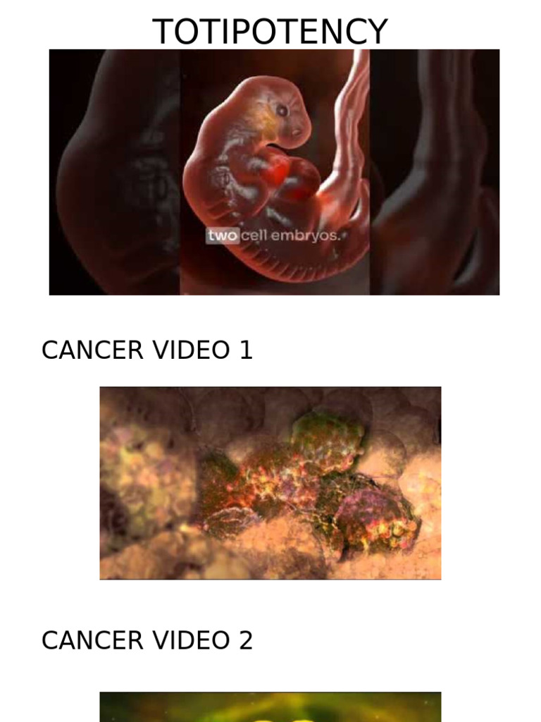 Totipotency and Cancer | PDF
