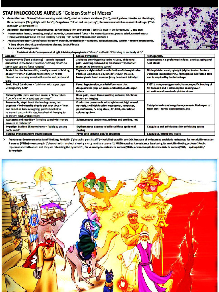 Staph Aureus | PDF