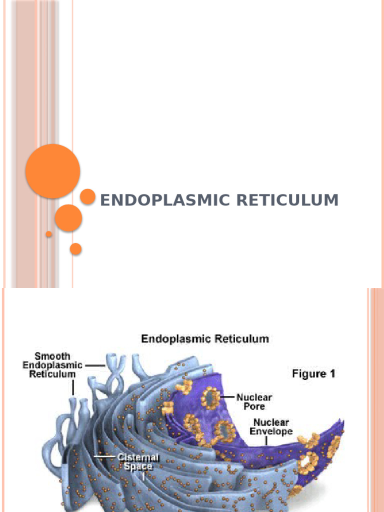 Endoplasmic Reticulum | PDF | Endoplasmic Reticulum | Protein Targeting