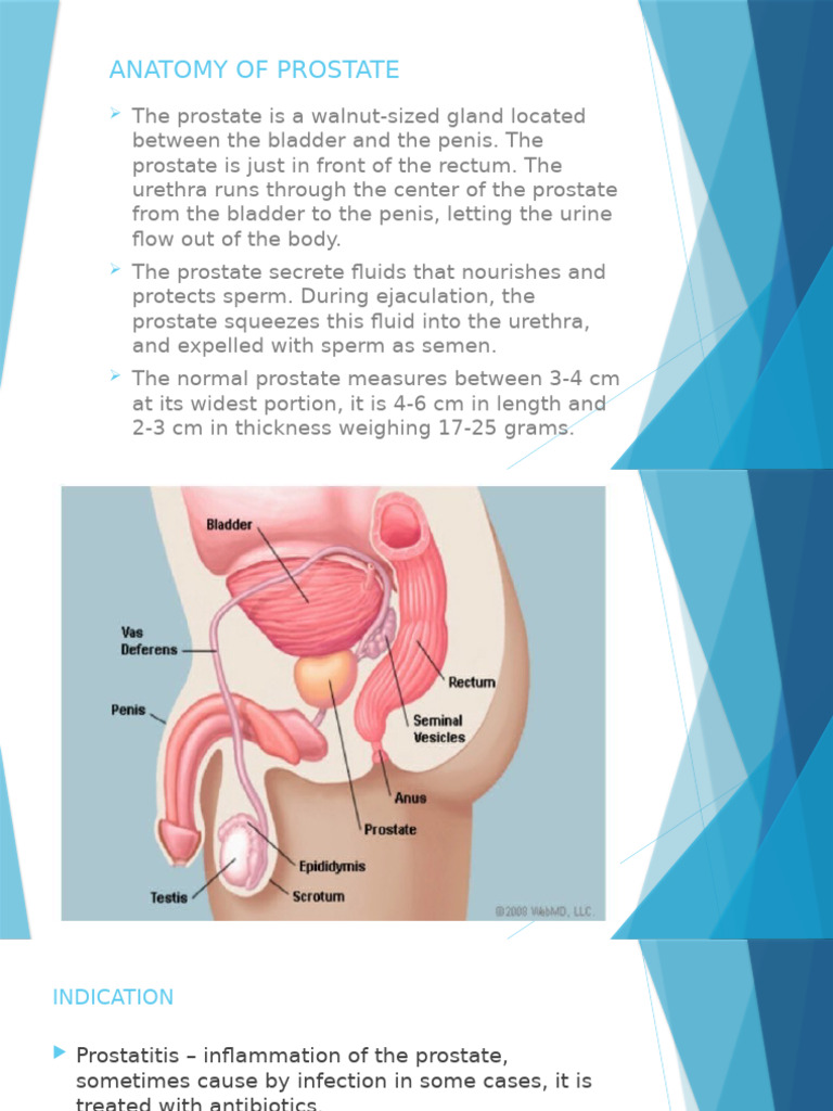 Anatomy of Prostate | PDF | Prostate | Genitourinary System