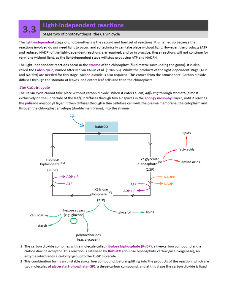 A2 3 3 Light Independent Reactions | PDF | Photosynthesis | Biology
