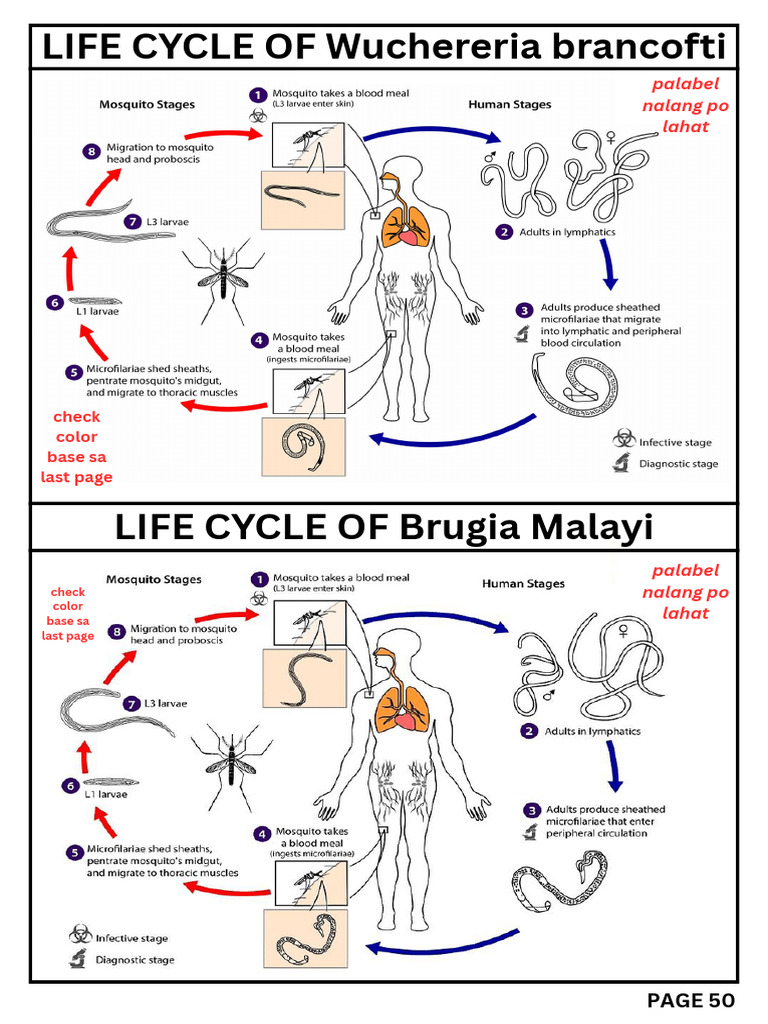 Parasit Lab Finals | PDF