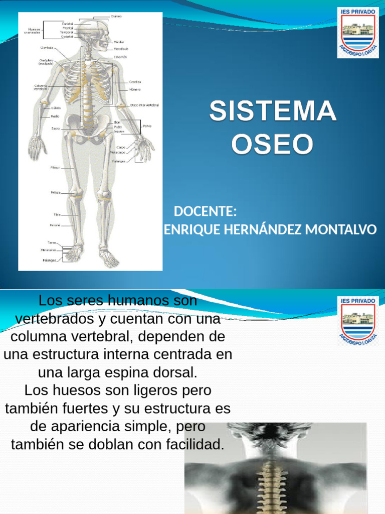 Sistema Oseo | PDF | Hueso | Esqueleto