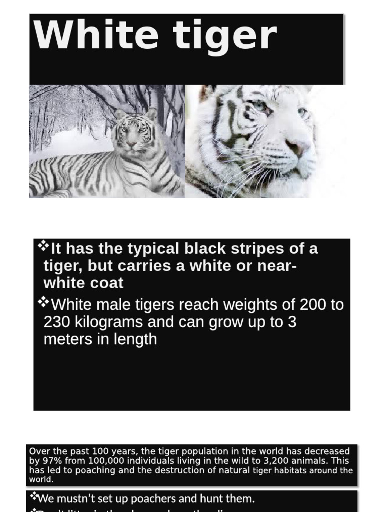 White Tiger Conservation Efforts | PDF