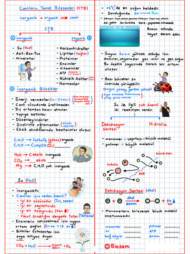 9.sinif-biyoloji-2.donem-1.yazili-genel-tekrar (1) | PDF
