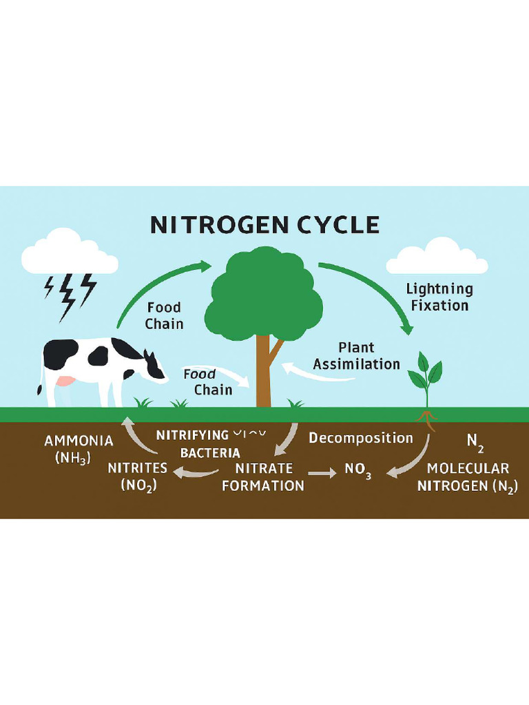Nitrogen Cycle | PDF