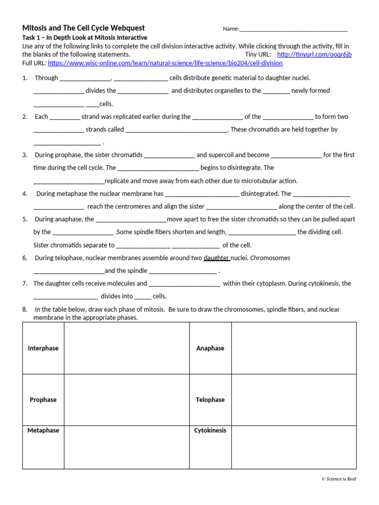 Mitosis, Cell Cycle & Cancer - Student Handout | PDF | Mitosis | Life ...