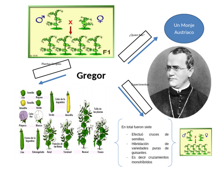 Gregor Mendel Mapa Mixto | PDF