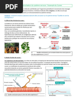 Les Curares | PDF | Acétylcholine | Synapse