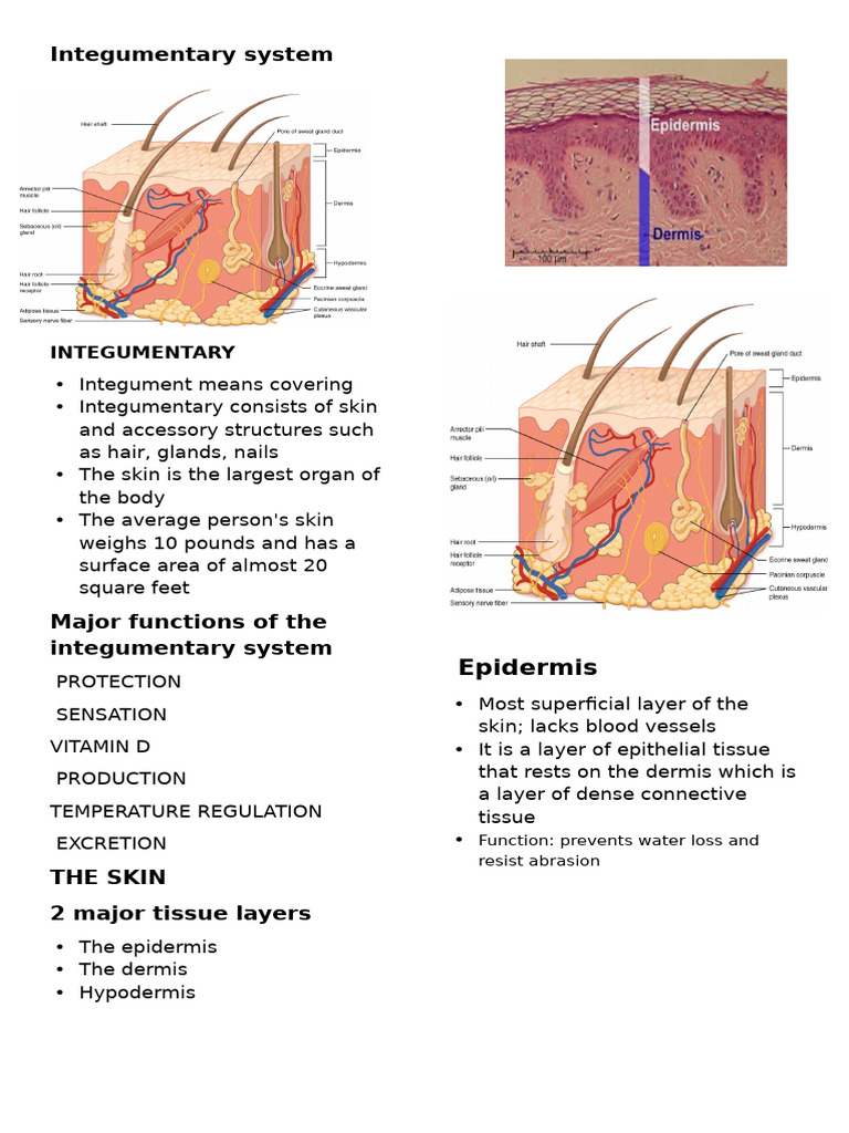 Integumentary System Reviewer | PDF | Integumentary System | Skin