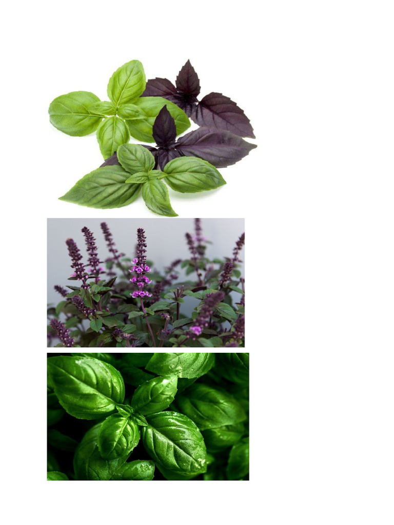 Bazilika - Slike | PDF