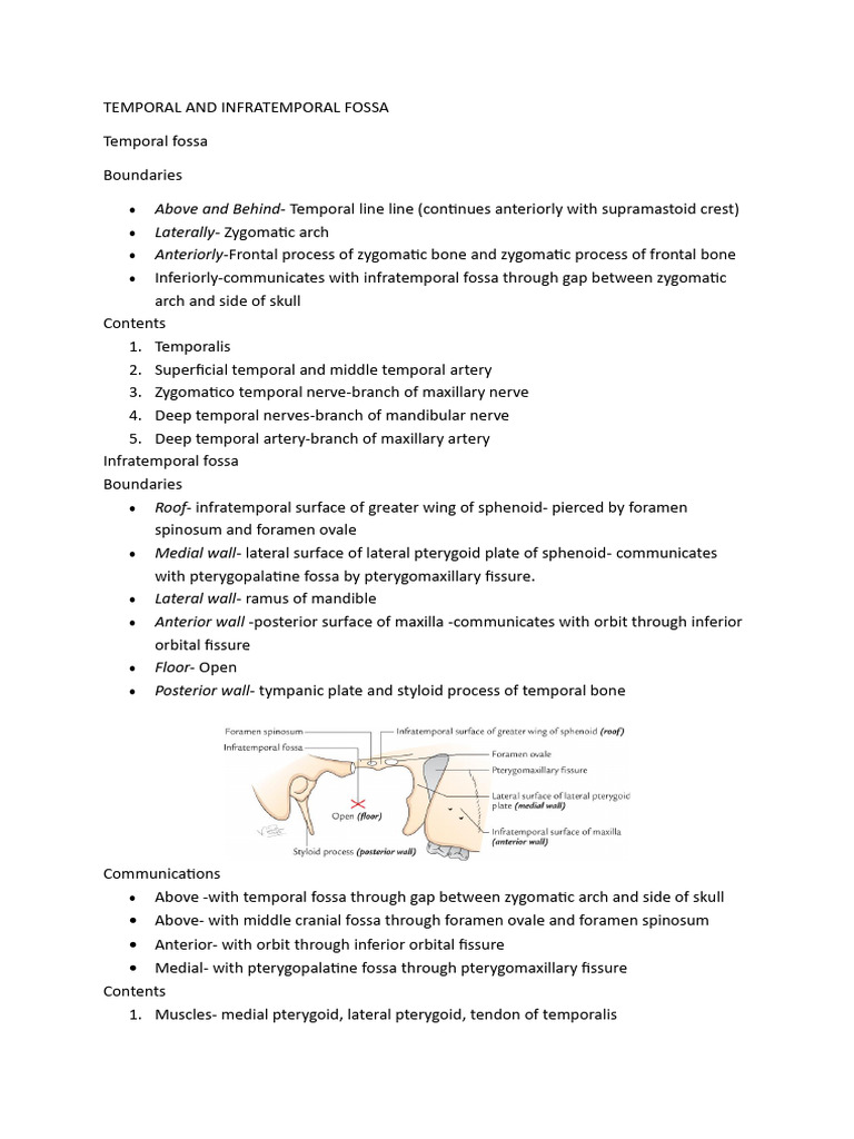 Temporal and Infratemporal Fossa-I-MUSCLES of MASTICATION | PDF | Human ...