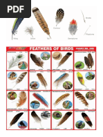 Types of Bird Feathers Explained | PDF | Feather | Ornithology