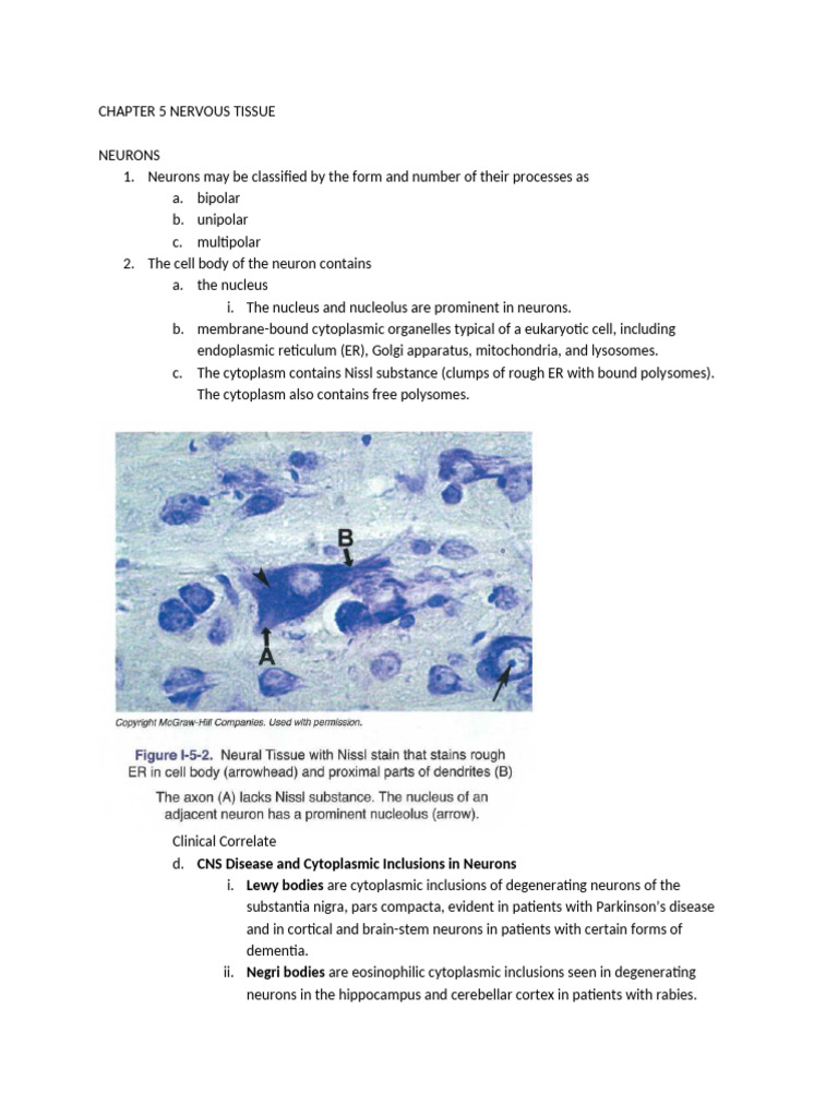 Chapter 5 Nervous Tissue | PDF | Axon | Myelin