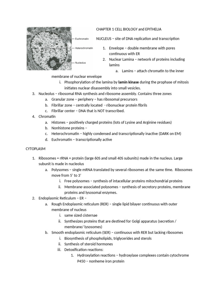 Chapter 1 Cell Biology and Epithelia | PDF | Endoplasmic Reticulum | Cell Nucleus