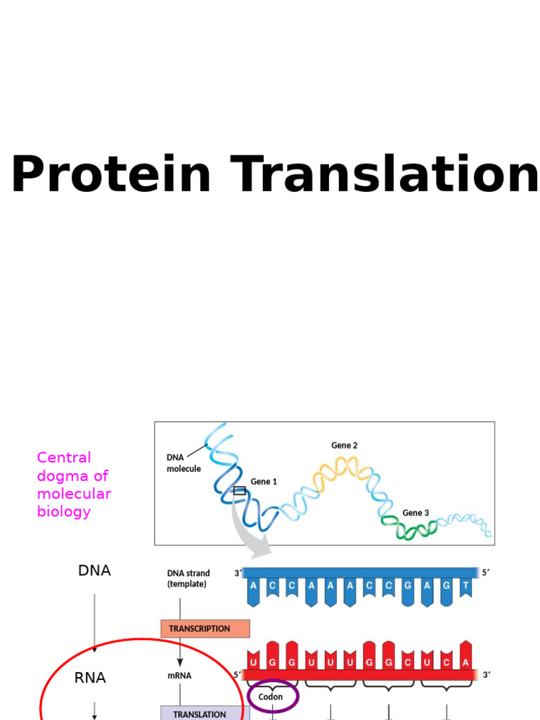 Translation and Protein Folding | PDF | Translation (Biology) | Protein ...
