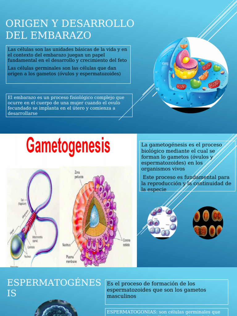 DESARROLLO GAMETOGENESIS | PDF | Ovario | Biología Celular