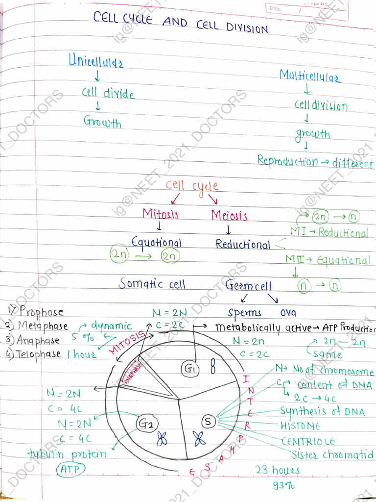 HANDWRITTEN ?cell Cycle & Cell Division | PDF