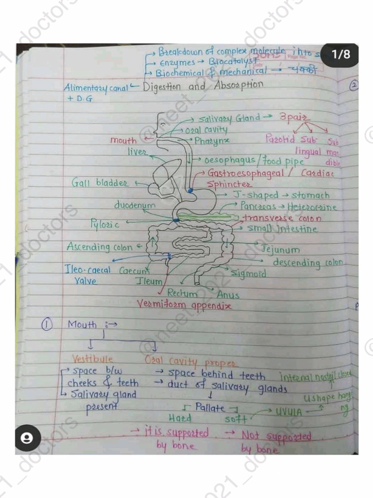 Handwritten Notes - Digestion and Absorption | PDF