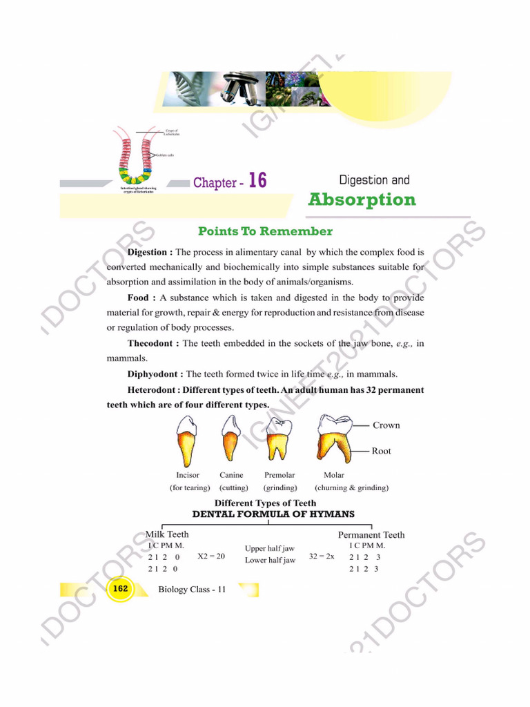 Short Notes - Digestion and Absorption | PDF