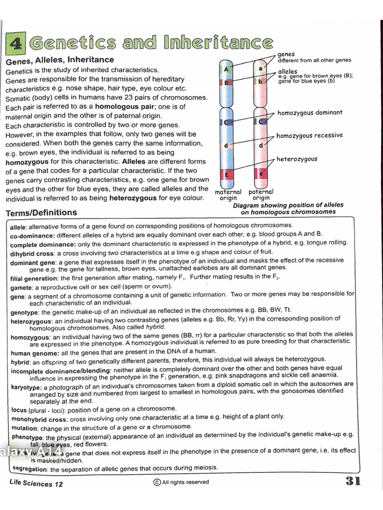 Exam Fever Grade 12 | PDF
