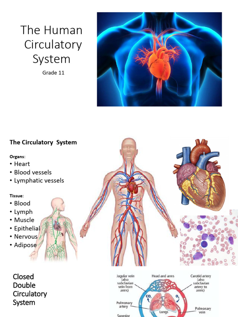 Human Ciculatory System | PDF | Heart | Heart Valve