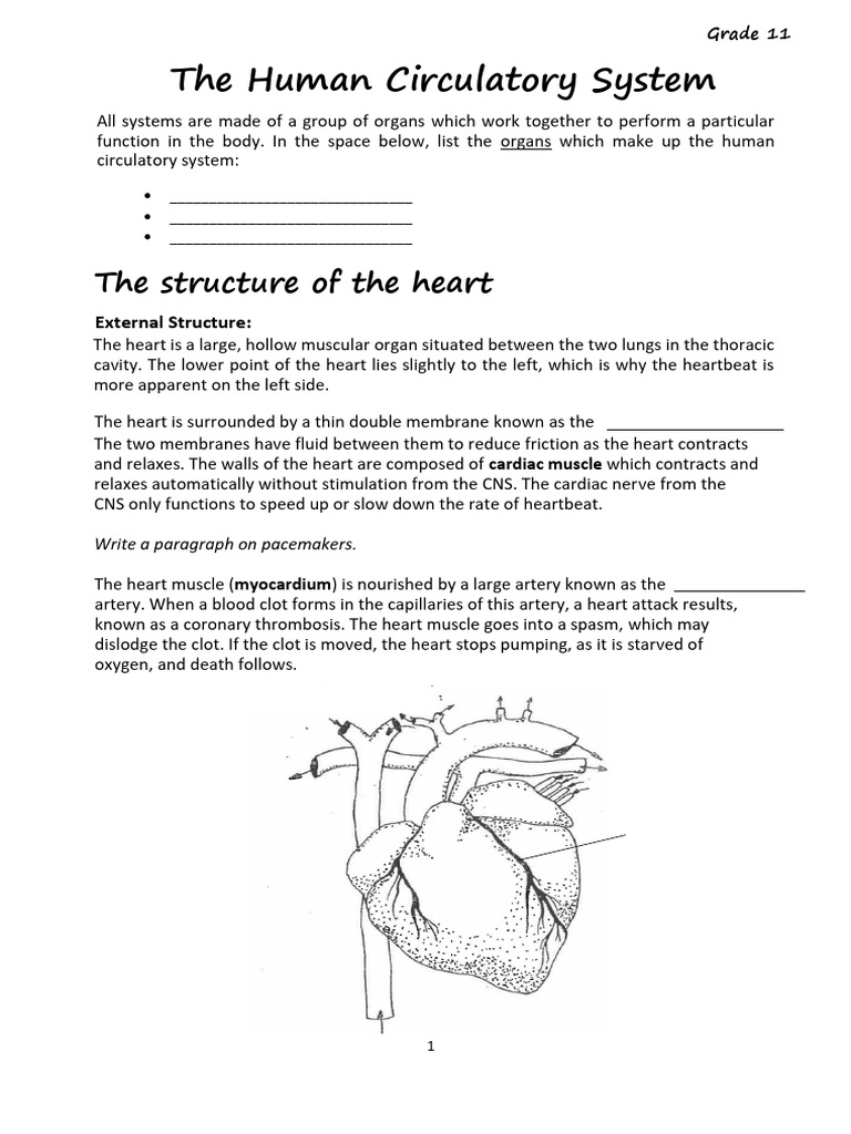 Human Circulatory System Overview | PDF | Heart Valve | Diastole