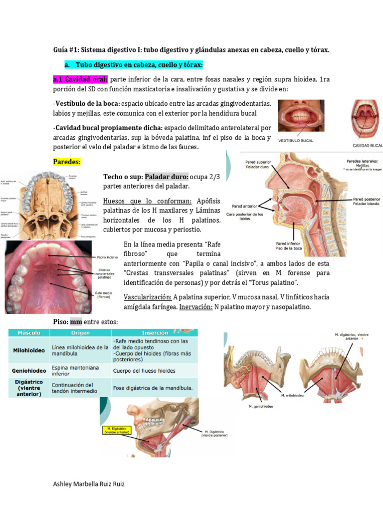 1-GAH3-AMRR (Tubo Digestivo en Cabeza, Cuello y Tórax) | PDF | Nervio ...