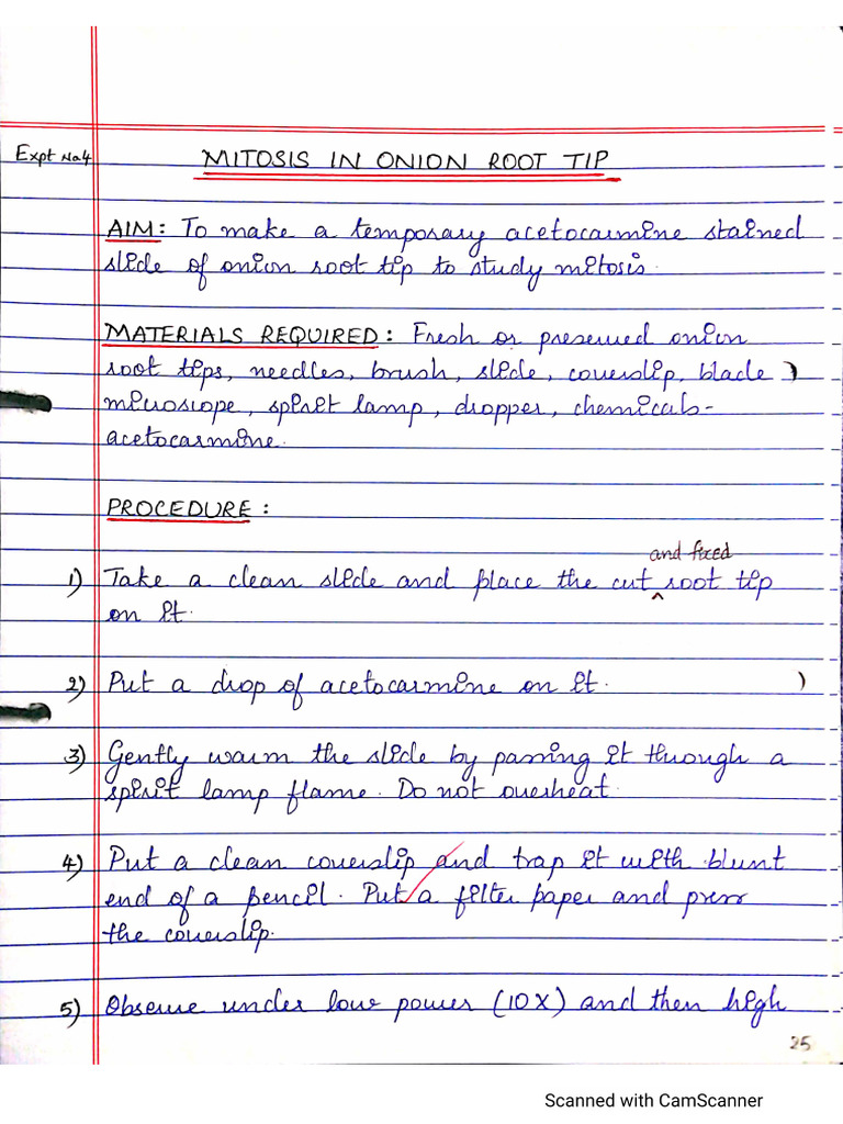 Expt A4 Mitosis in Onion Root Tip | PDF